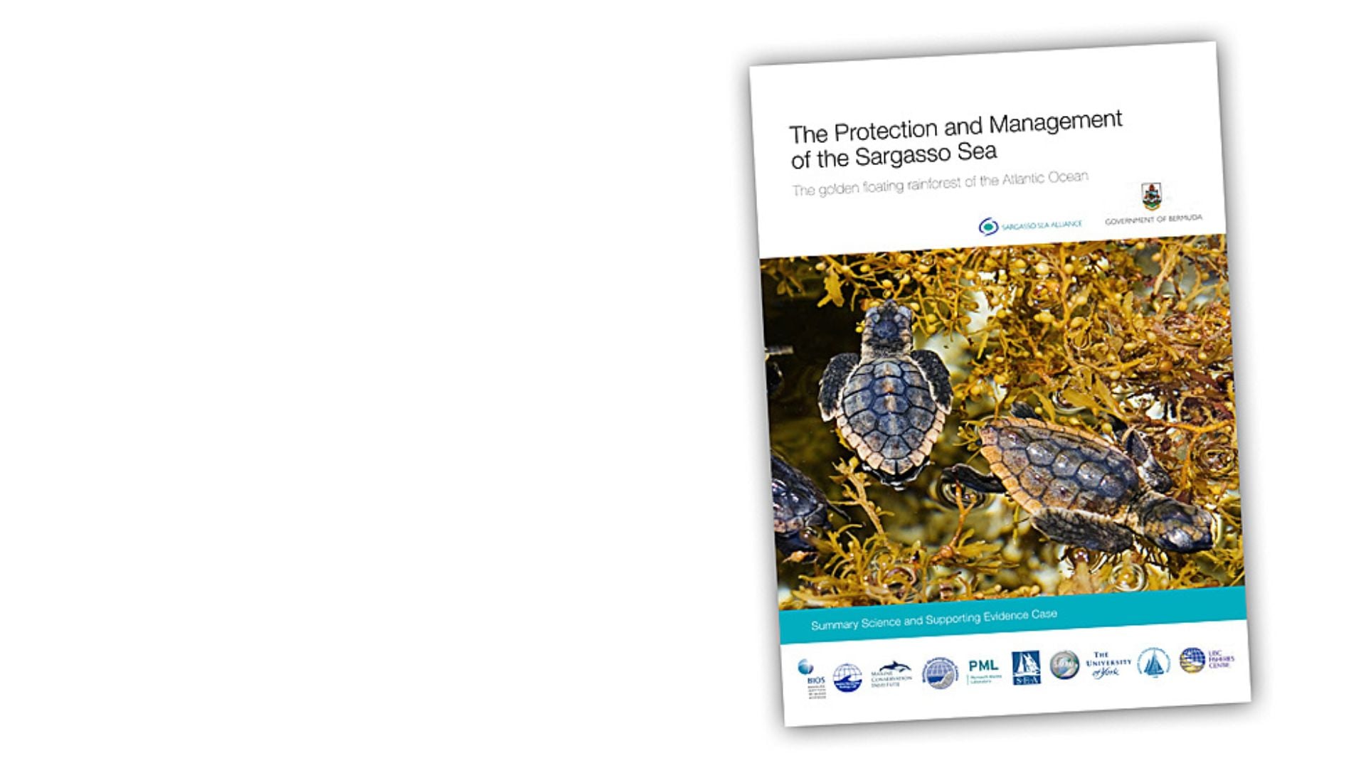 The Sargasso Sea - Sargasso Sea Commission