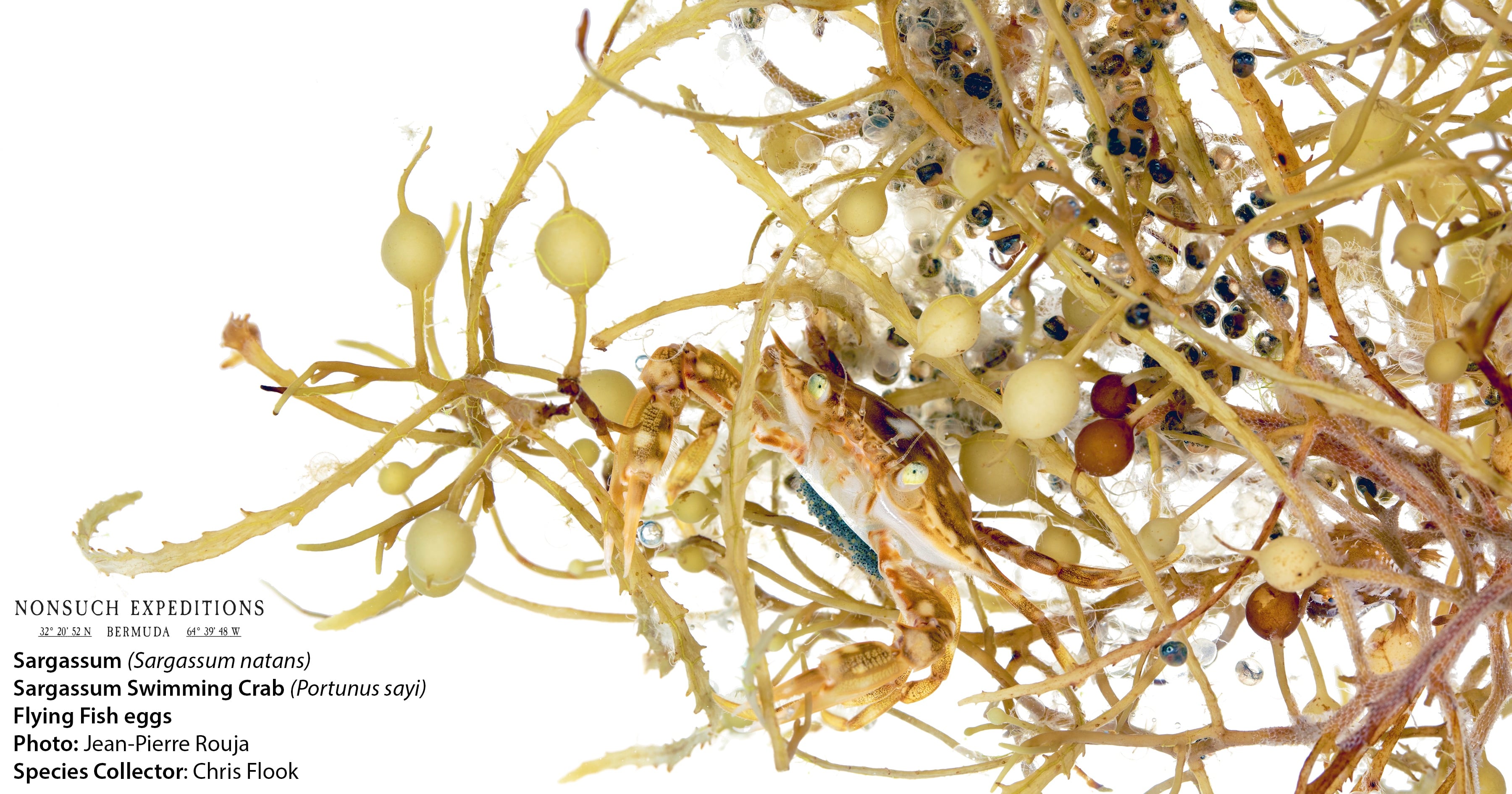 Is Sargassum Bad? - Sargasso Sea Commission
